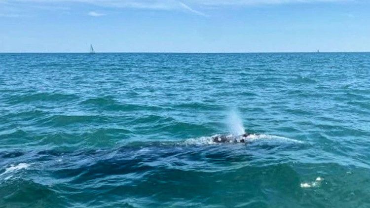 Wally, la balena grigia smarrita, è stata avvistata in Spagna