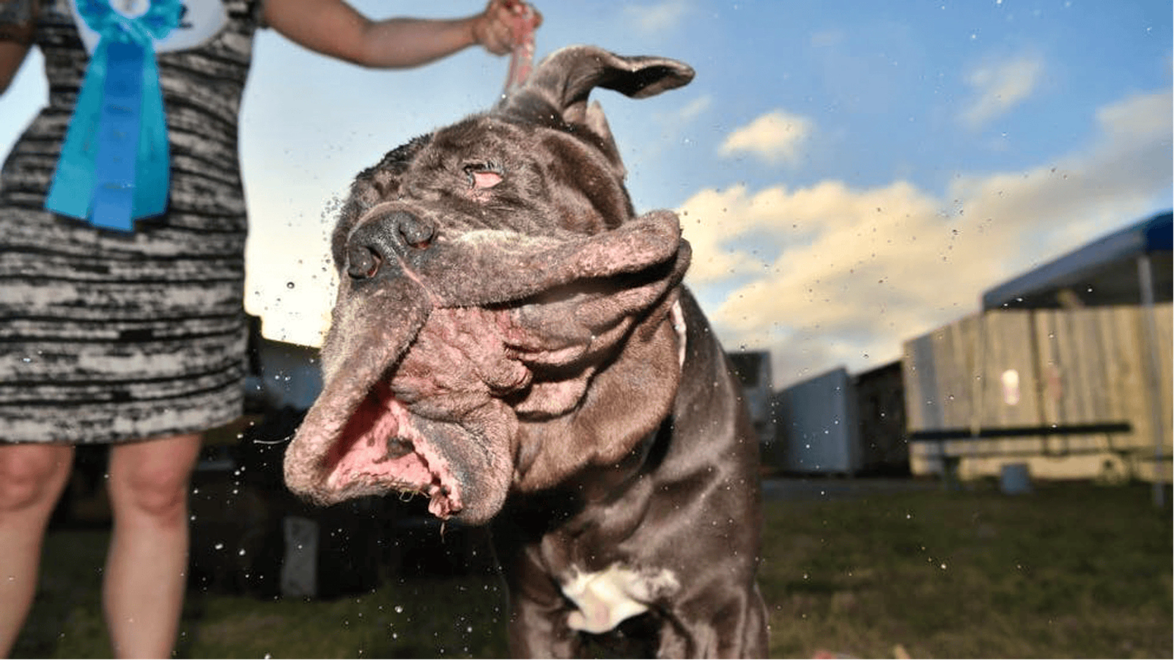 Questo è il cane più brutto del mondo