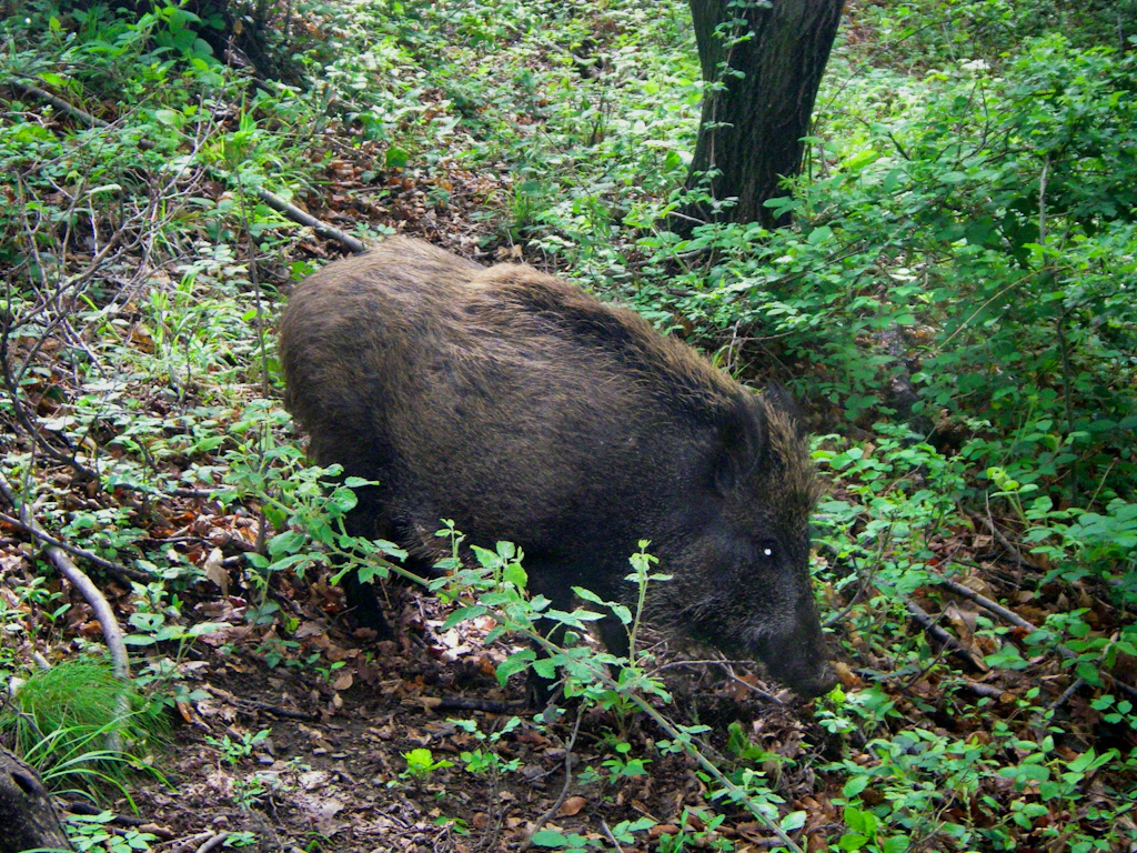In Ticino caccia estiva al cinghiale da record