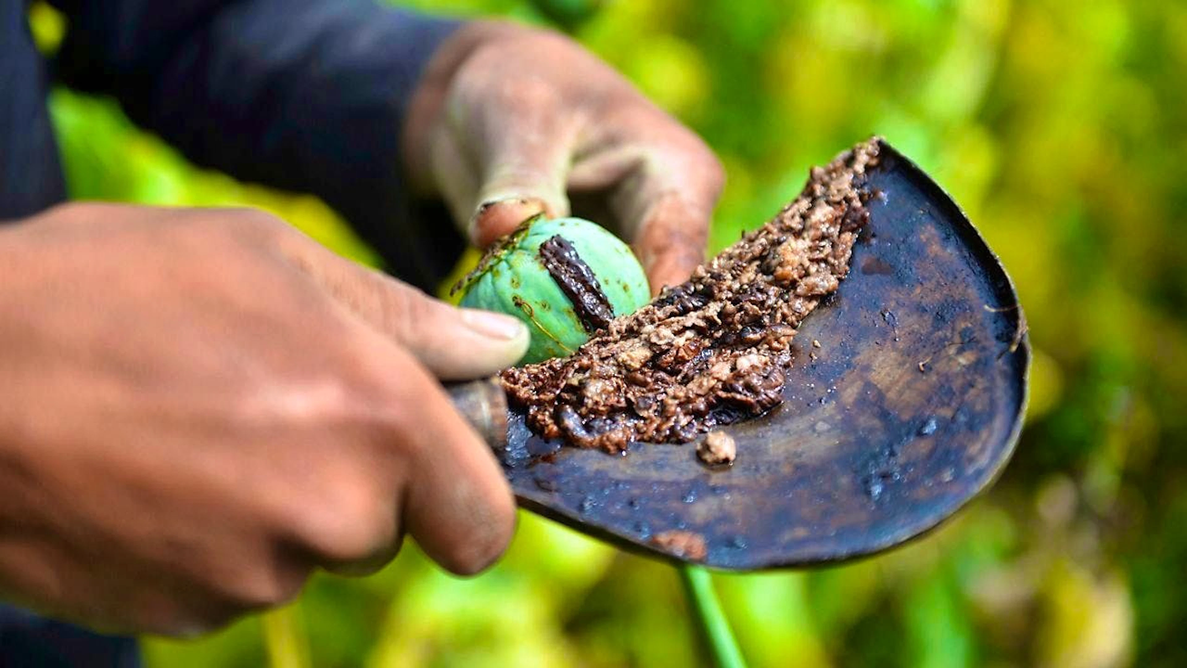Less Afghan opium: UN warns of dangerous alternatives