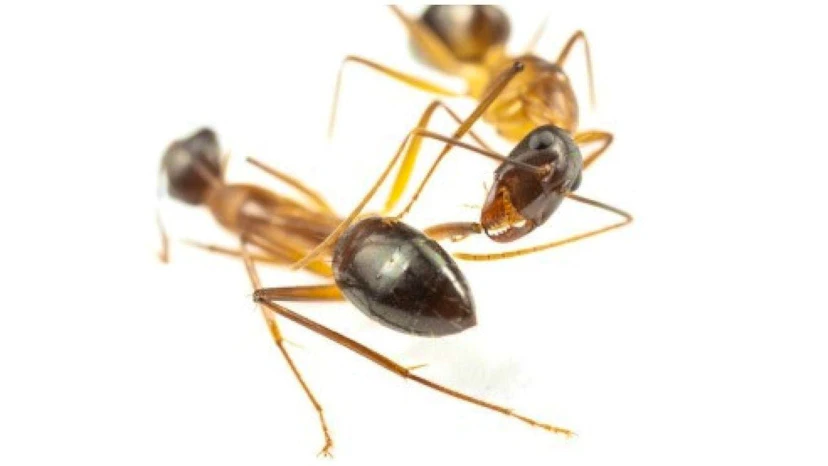 Certain ants perform surgical procedures