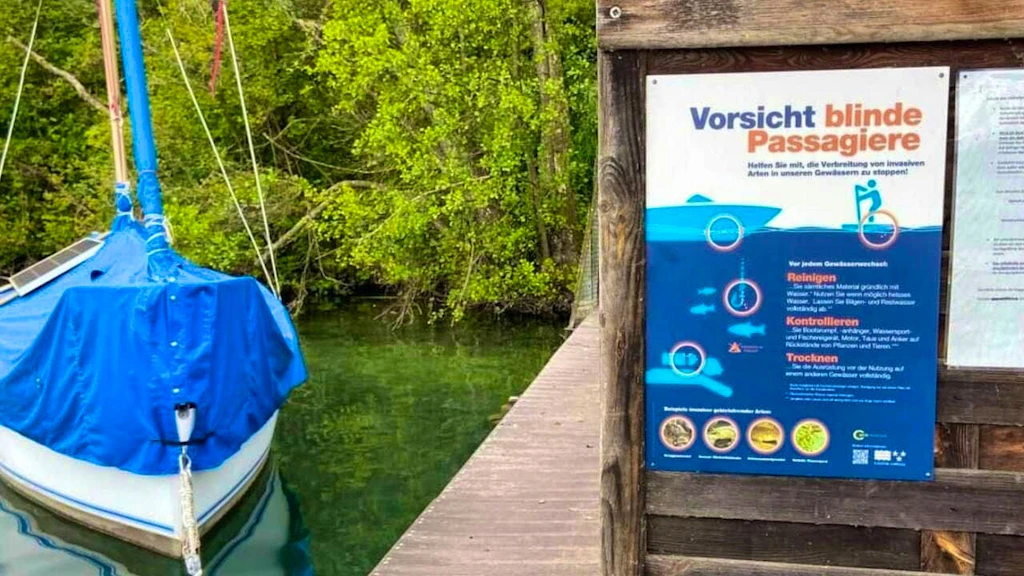 Aargau intensifies information campaign against quagga mussels in waters