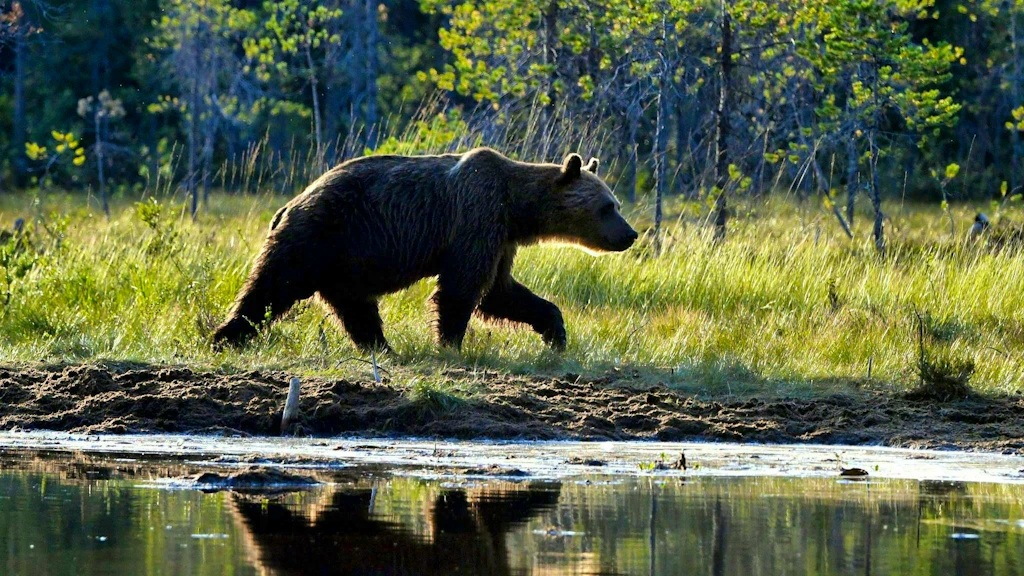Brown bear released for shooting - but the hunters refuse