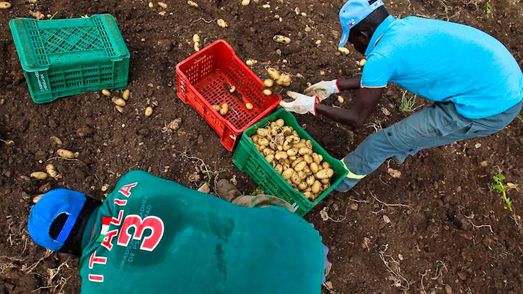Italian police free 33 Indian farm workers