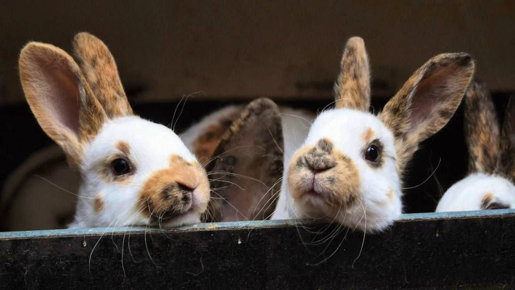 80 rabbits stolen from hotel enclosure in the Black Forest