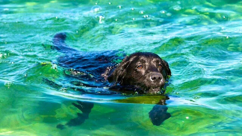 No heat records in sight (yet) despite dog days