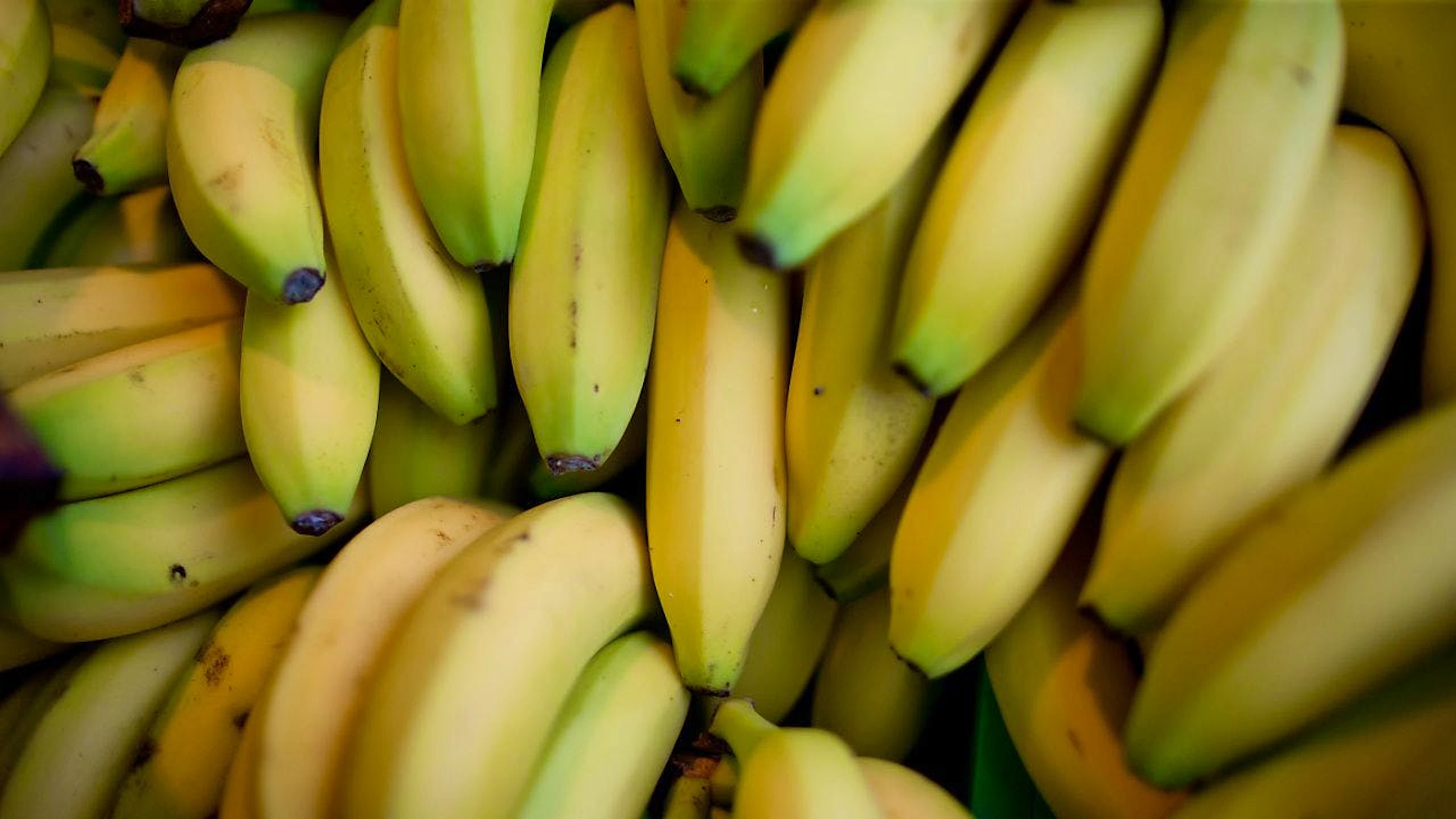 A Livorno sequestrati 148 chili di cocaina tra le banane per la Svizzera