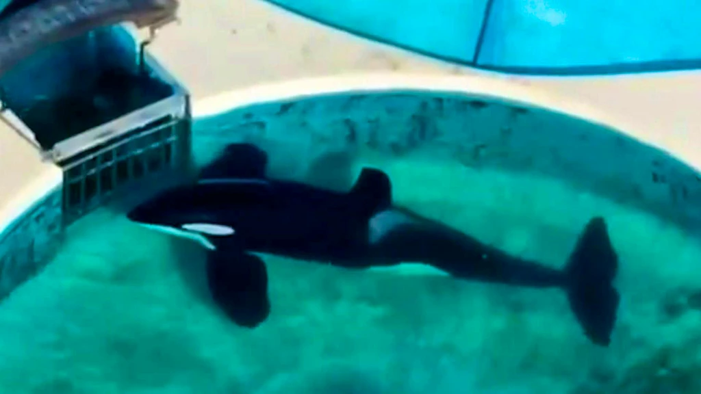 Orca has lived in complete isolation for 24 years