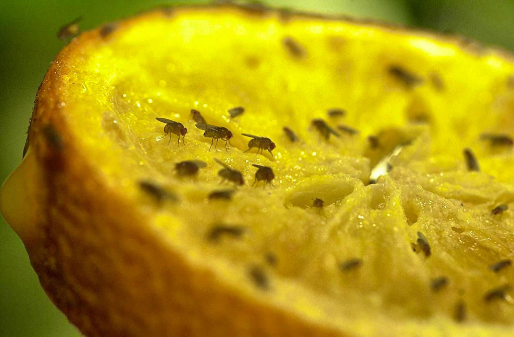 Ecco sette consigli per sbarazzarsi dei moscerini della frutta