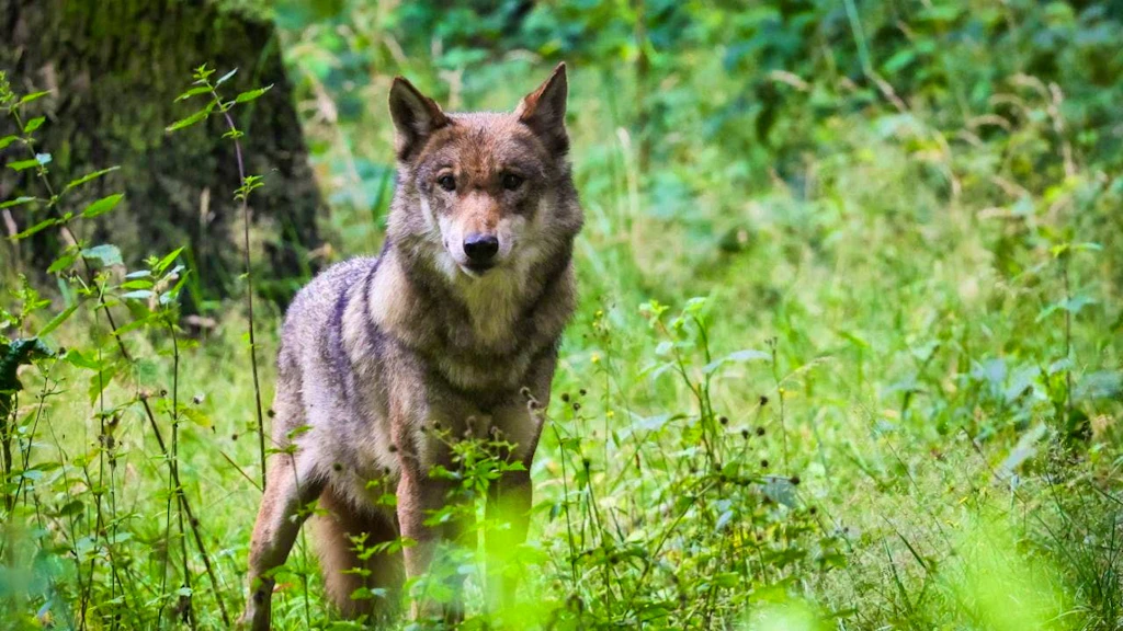 Fewer wolf kills recorded in Valais and Graubünden