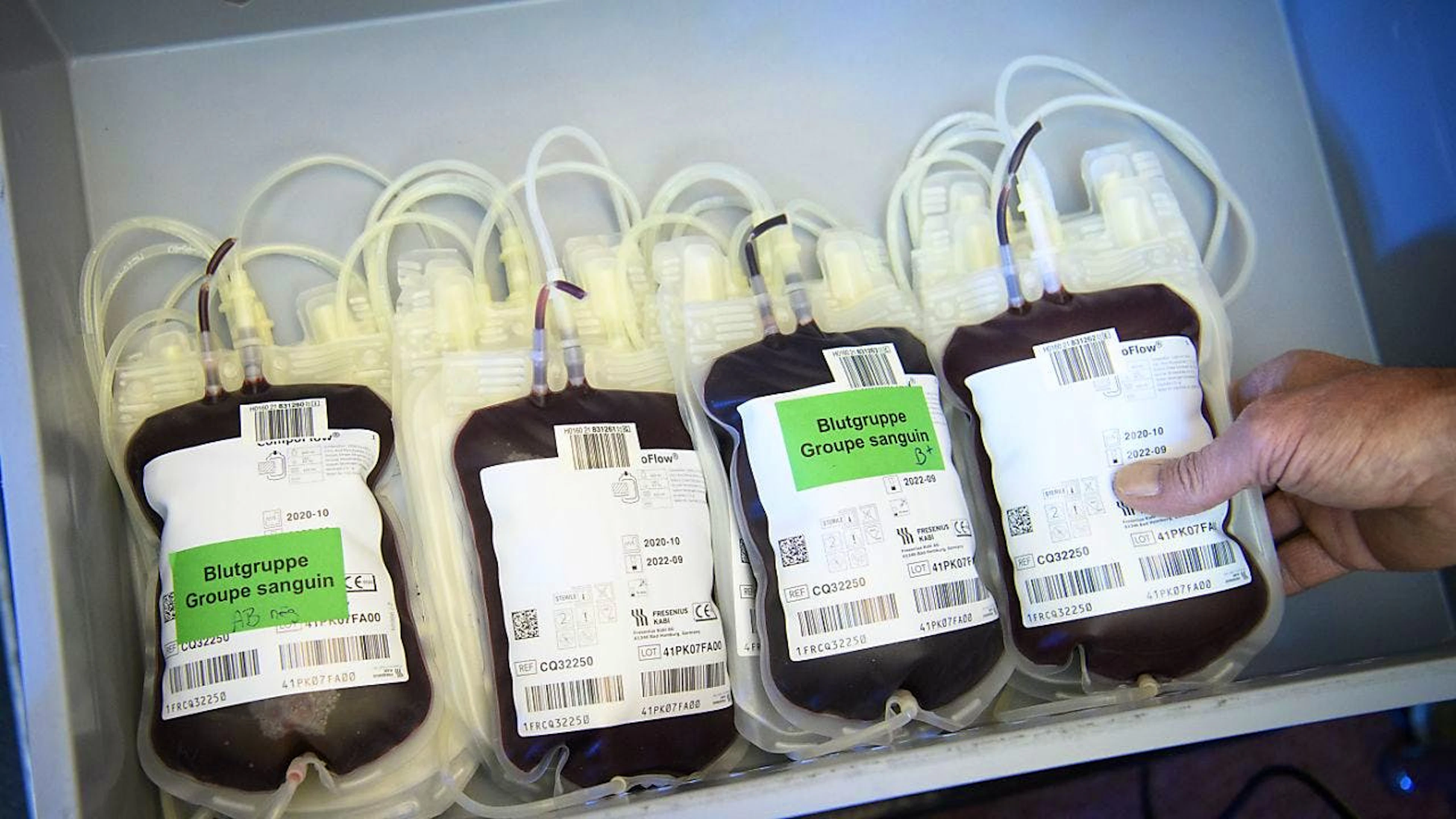 Alimentare gli organi umani con sangue animale sarebbe possibile