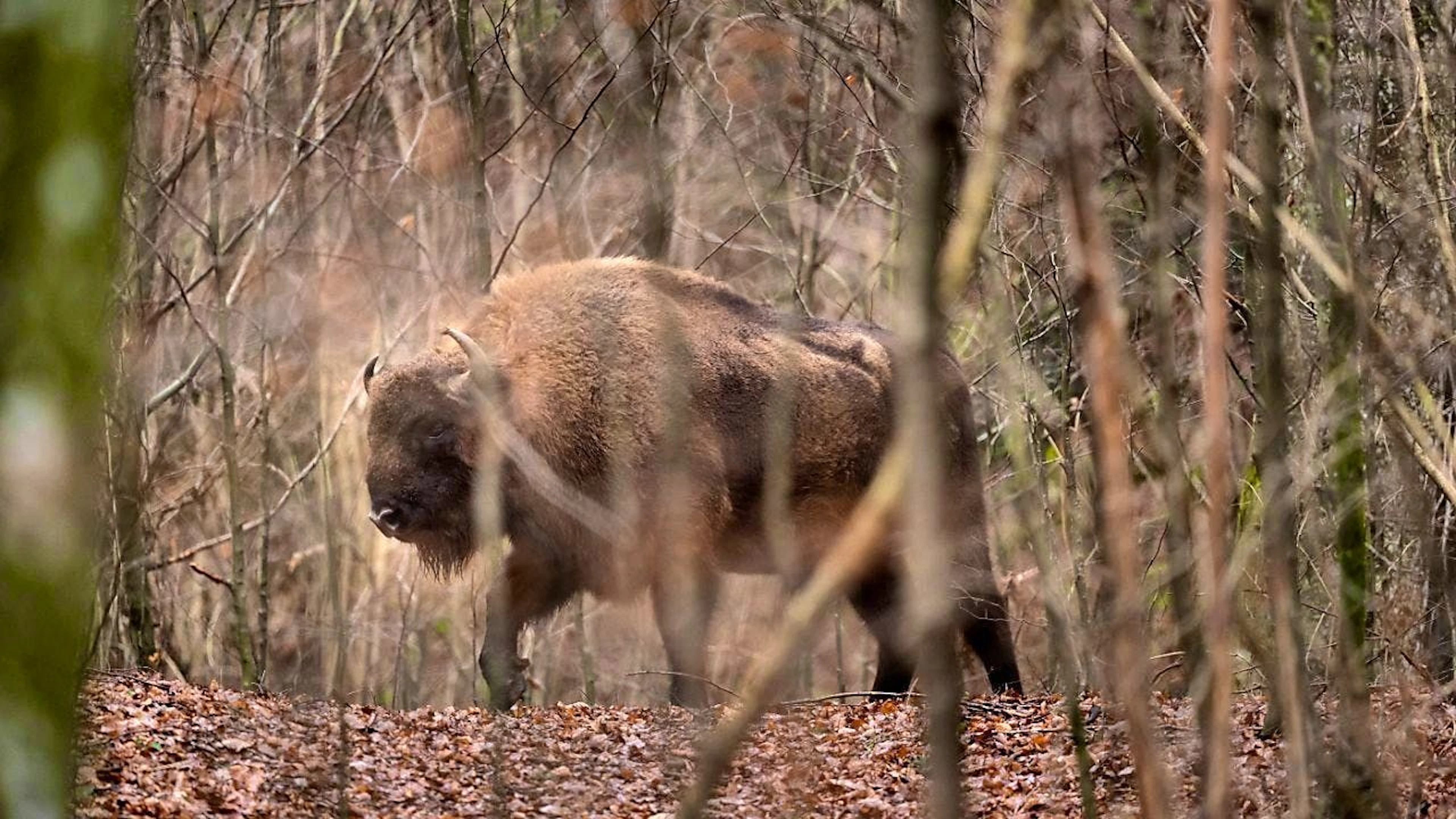 Bison in Solothurn Thal get twice as much exercise