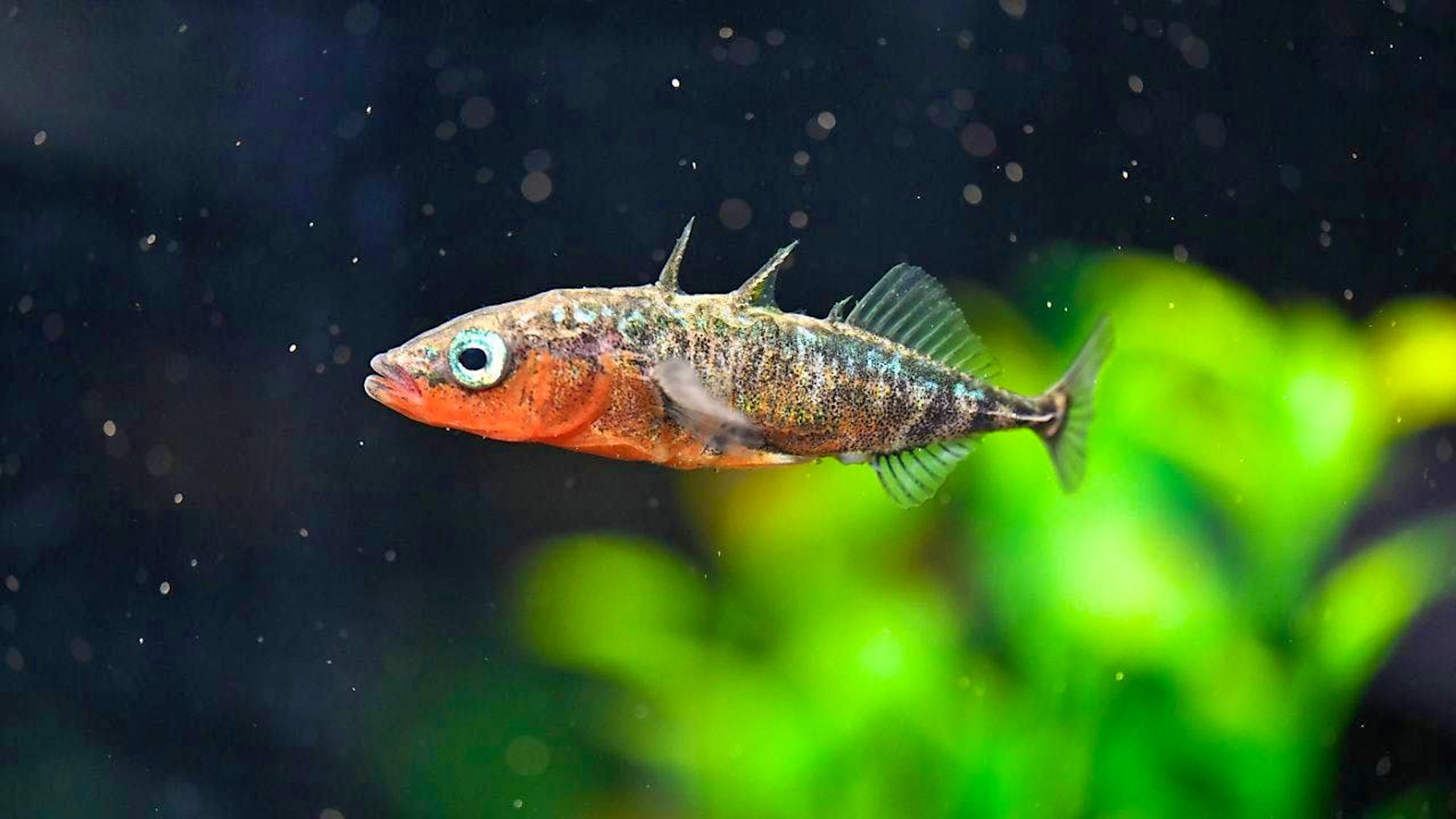 Actually dominant fish species disappears from Lake Constance