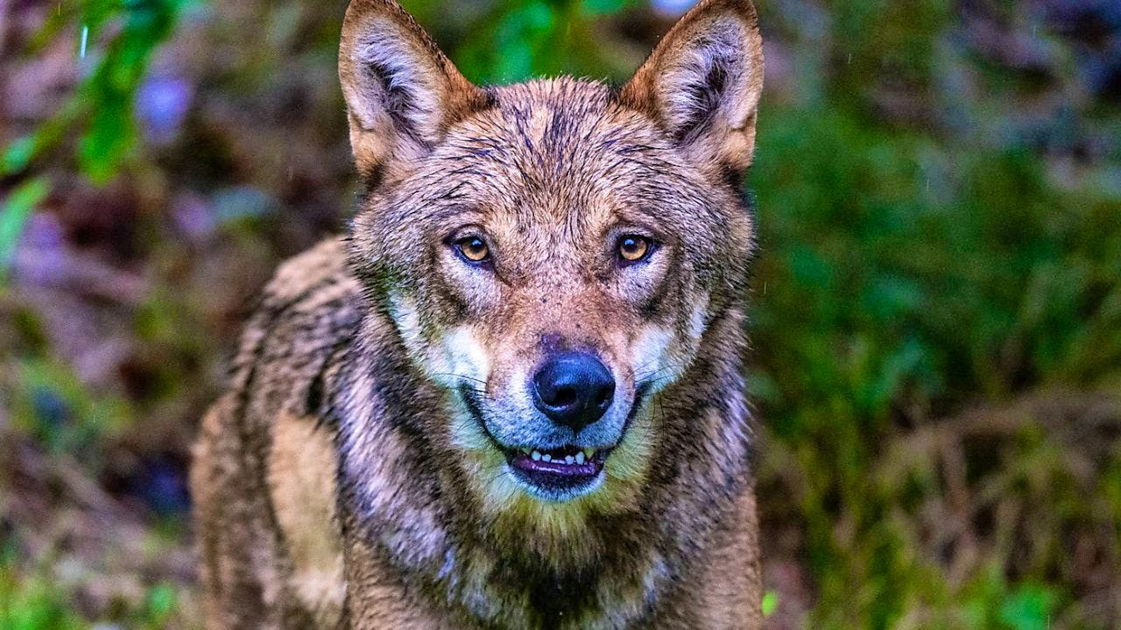 EU states initiate weakening of wolf protection measures