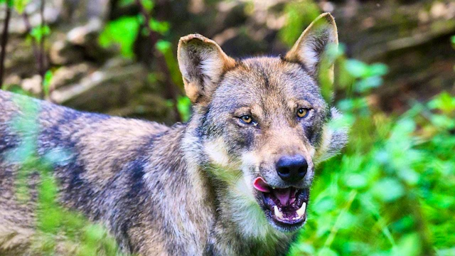 Canton of St. Gallen shoots young wolf from Gamserrugg pack