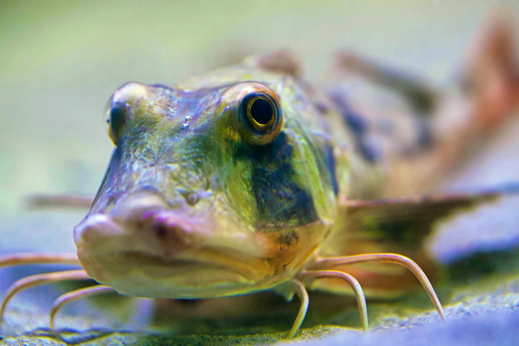 This fish can feel and taste with its legs