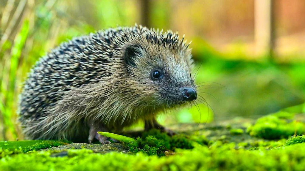 Hedgehog listed as an endangered species for the first time