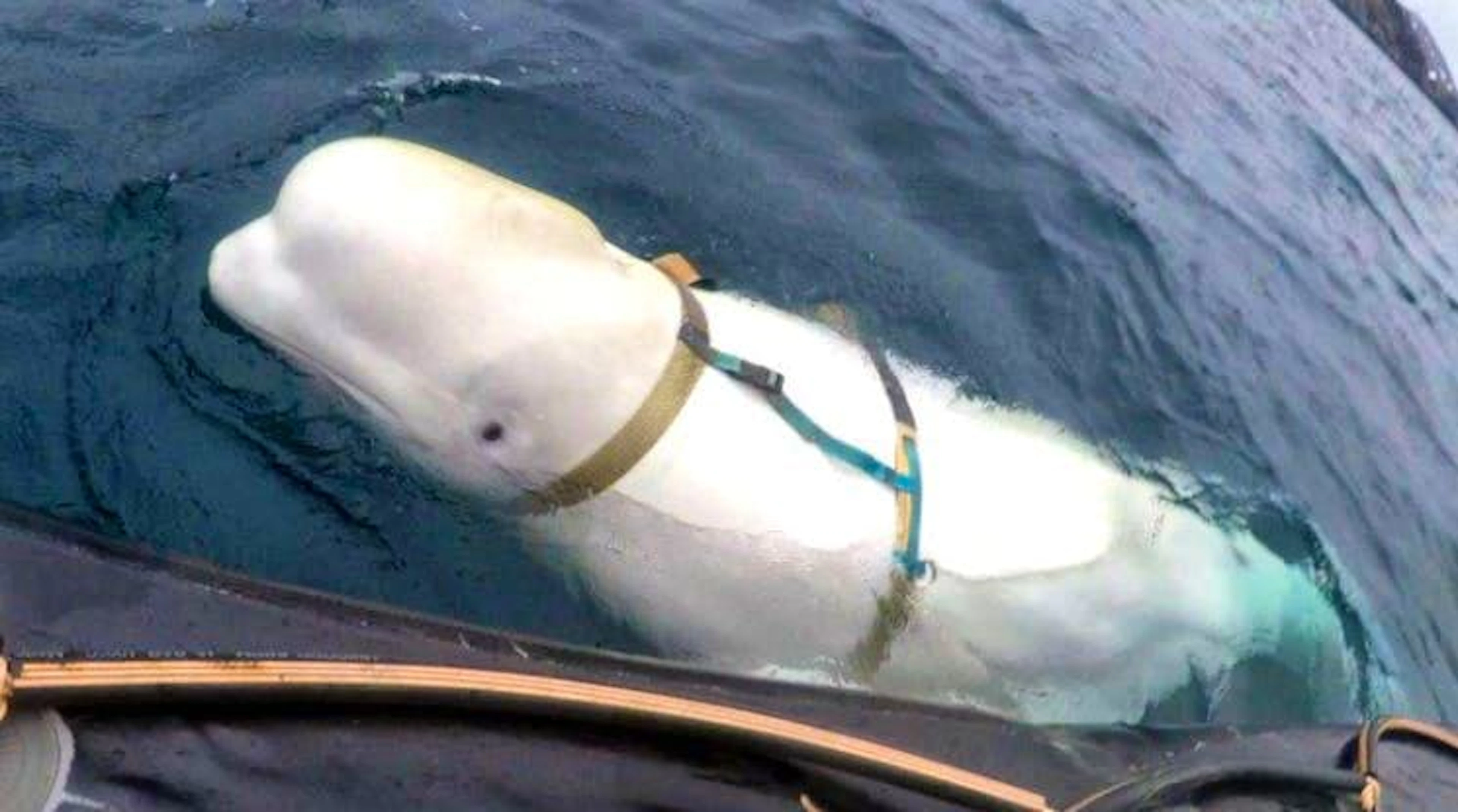 Is this beluga whale a spy for Putin? Documentary provides new details