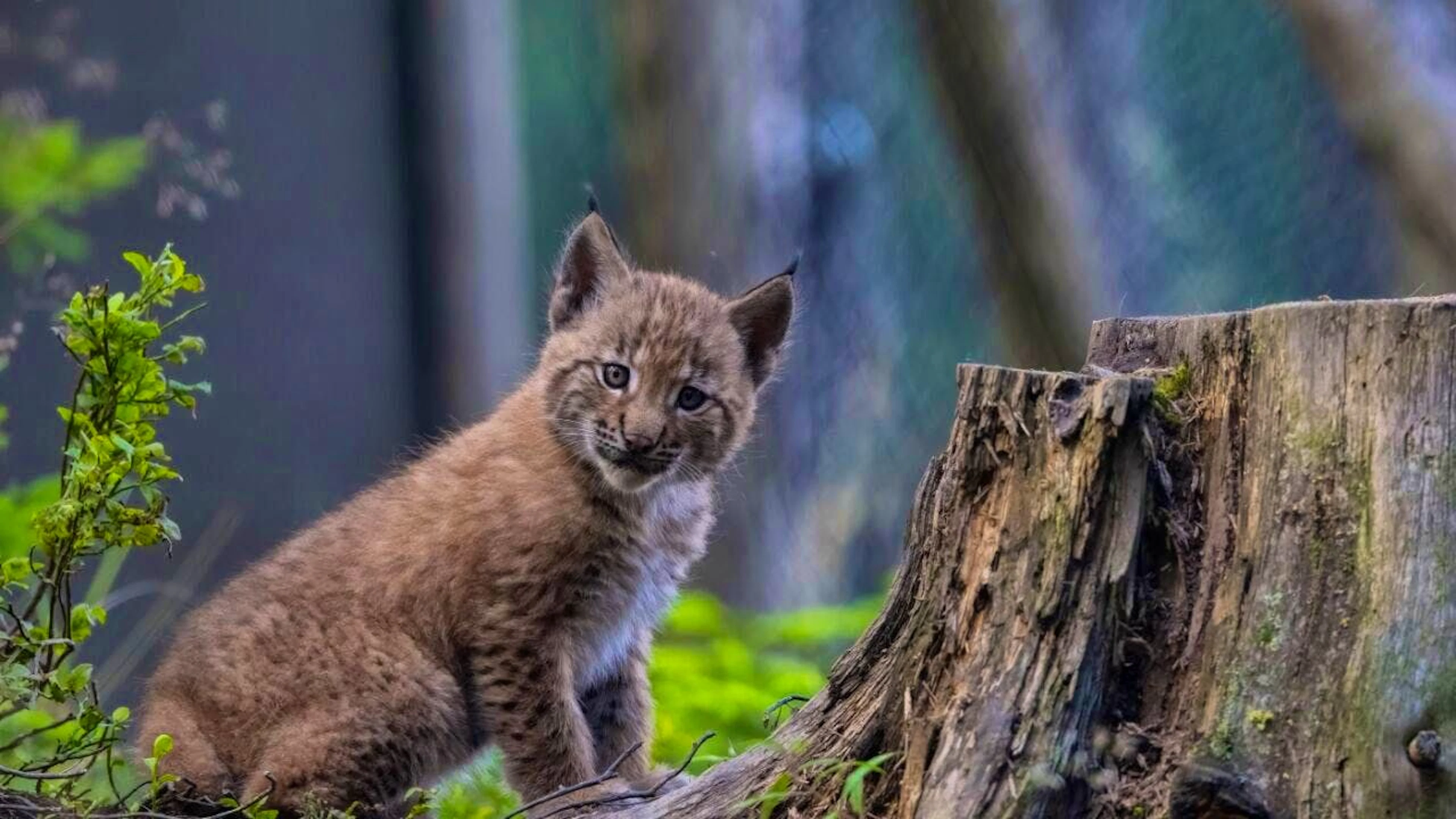 Graubünden gamekeeper accidentally shoots three lynx instead of a wolf