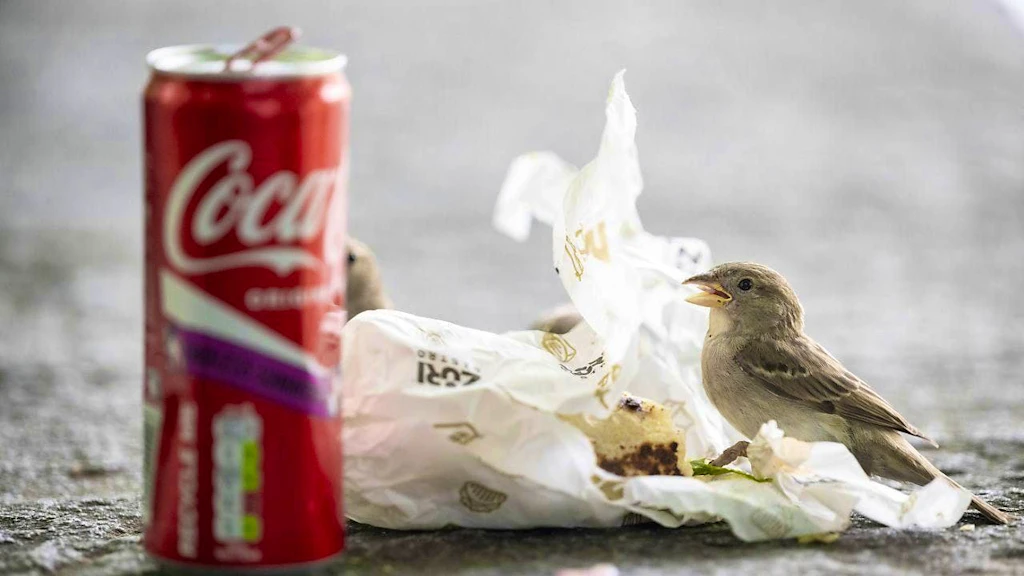 Littering continues to decrease in Switzerland according to survey