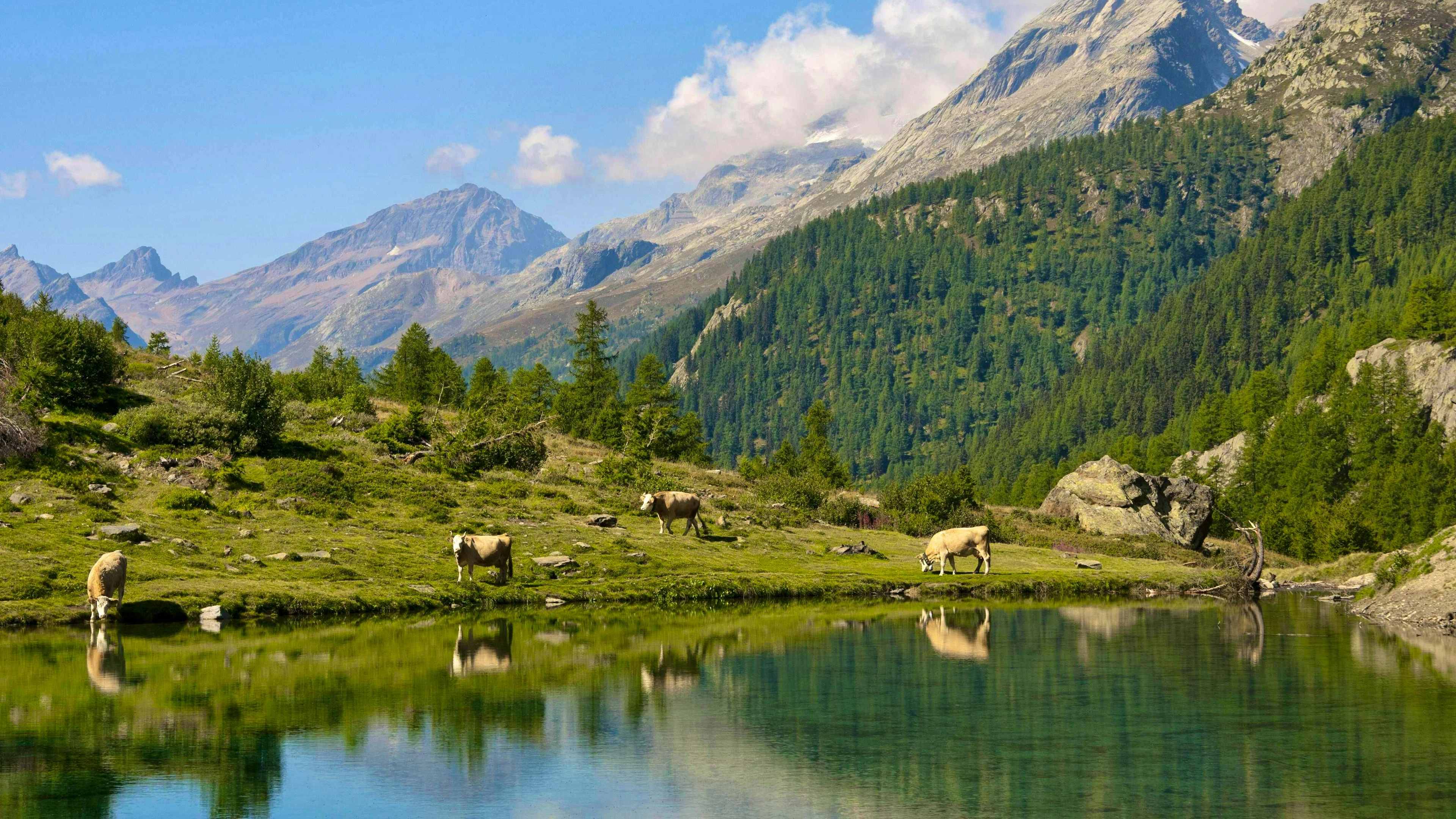 Medieval migration of the Walser leaves genetic traces