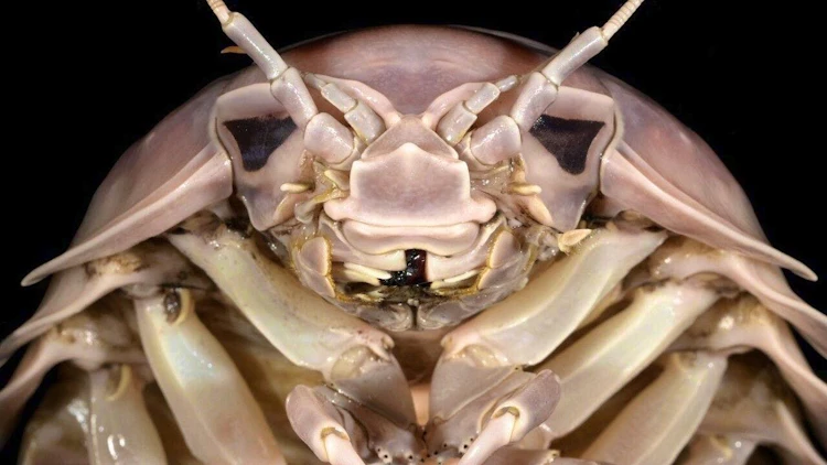 Newly discovered giant isopod named after Darth Vader