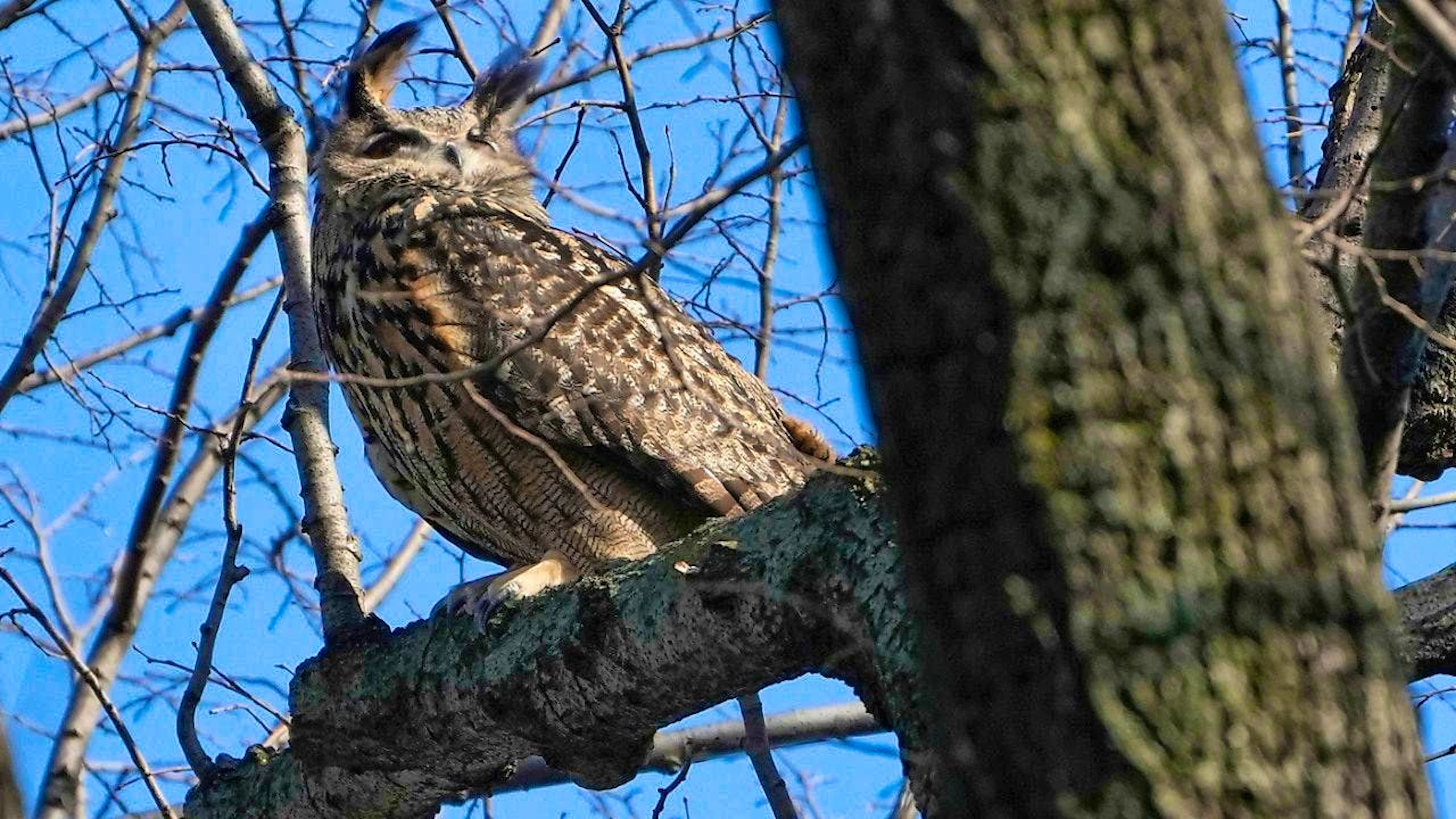Exhibition commemorates famous eagle owl from New York