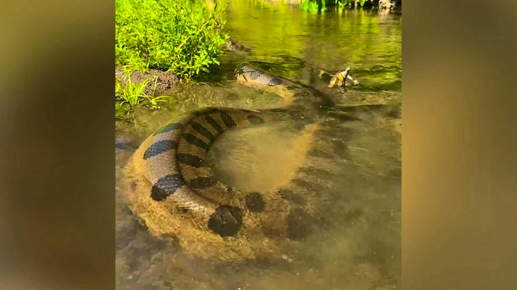 Biologist meets giant anaconda and freaks out