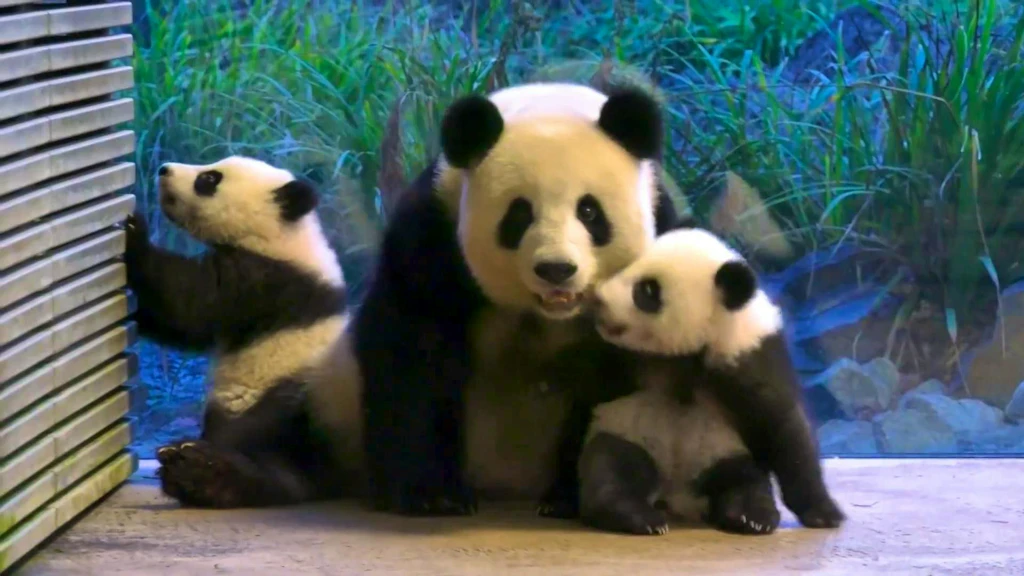 Panda twins Leni and Lotti cuddle with mom Meng Meng