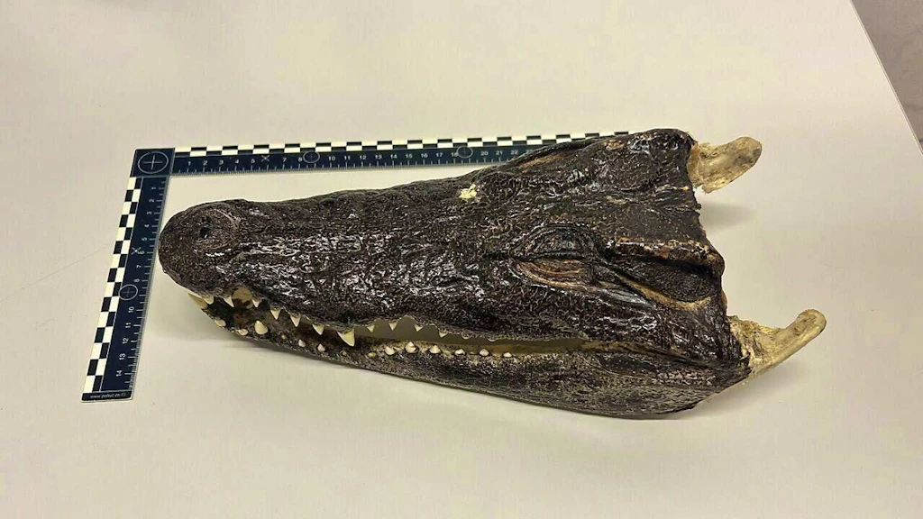 Head of endangered crocodile seized at Zurich Airport