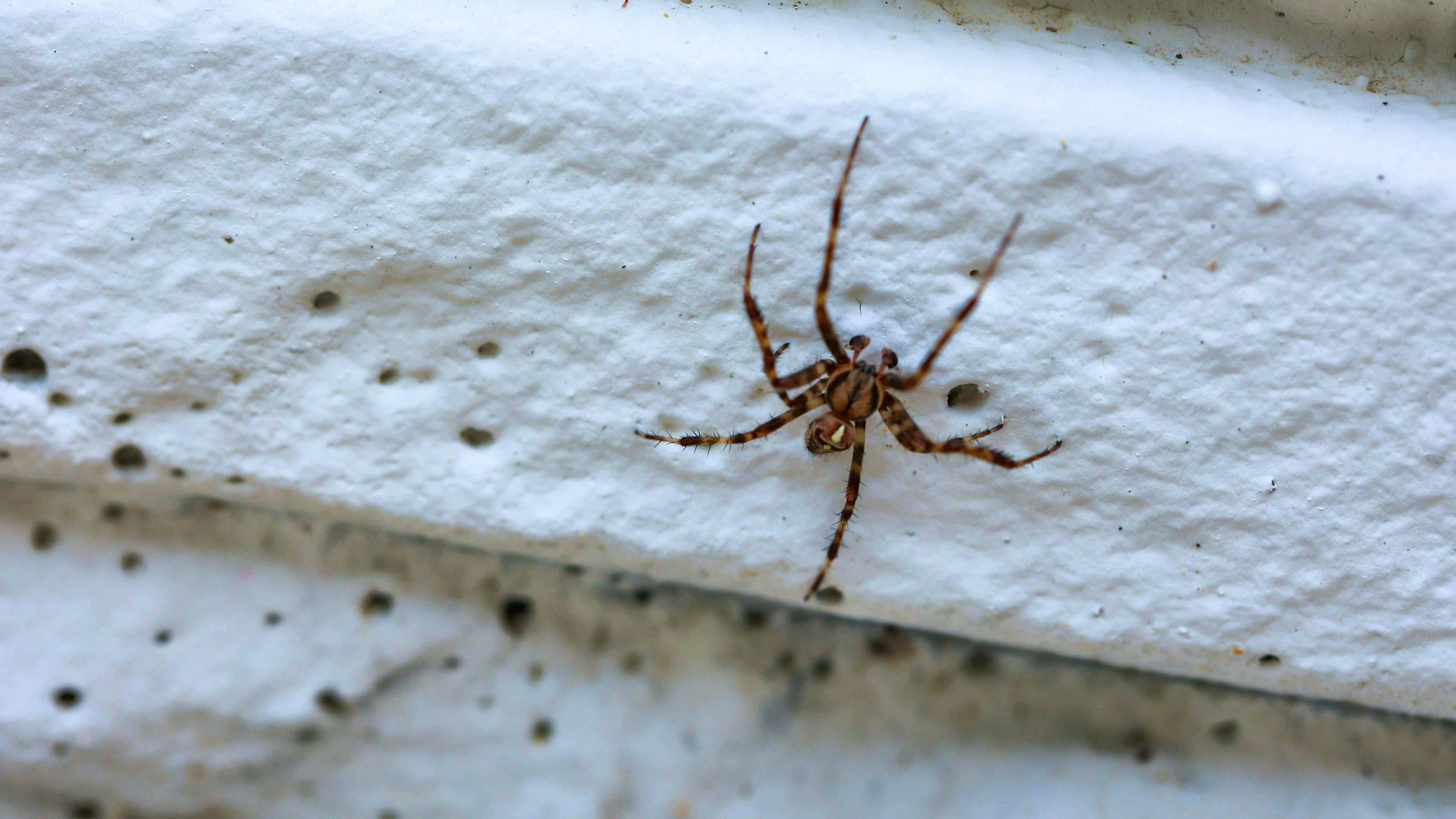 Spider bites pilot of a passenger plane in the cockpit
