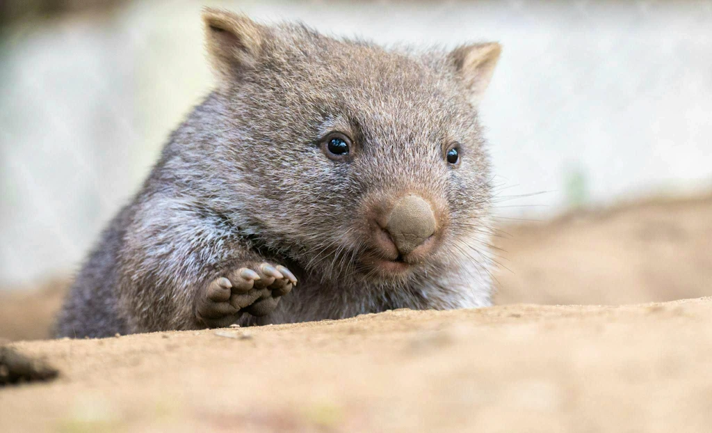 US influencer leaves Australia after wombat scandal