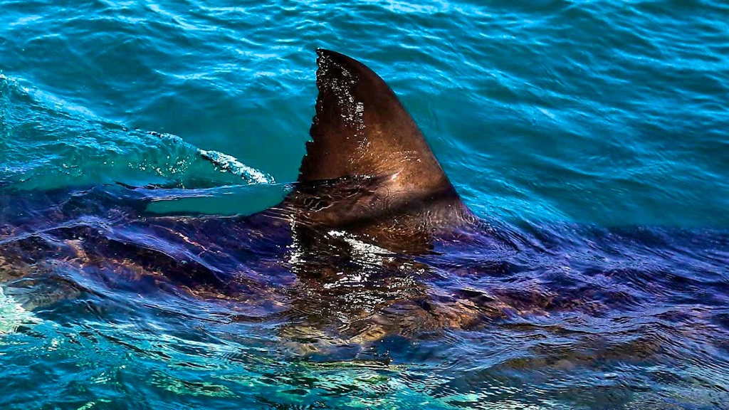 Loss of great white sharks damages marine ecosystem, study finds
