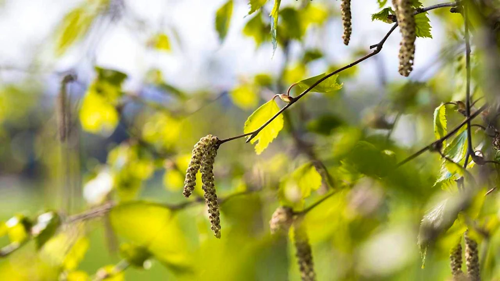 Mini caterpillar vibrates in defense of its mini territory