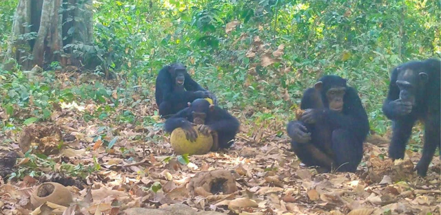 Wild chimpanzees share alcoholic fruit