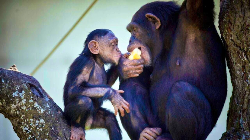Chimpanzee mothers shape their offspring in a similar way to humans