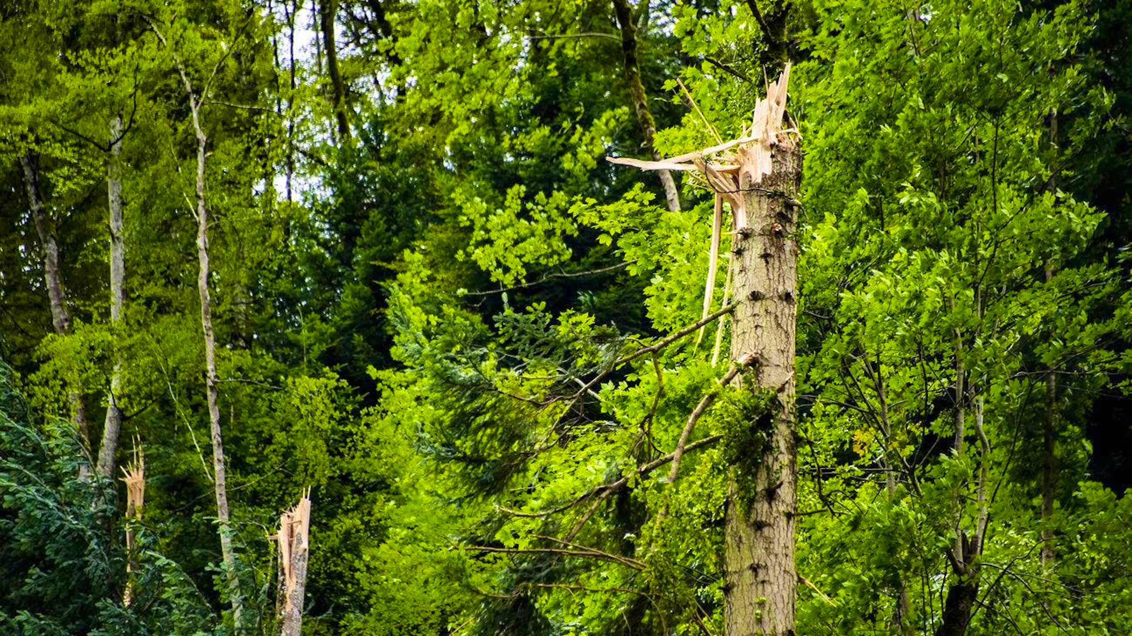 15-year-old is killed by a branch during a storm in the forest