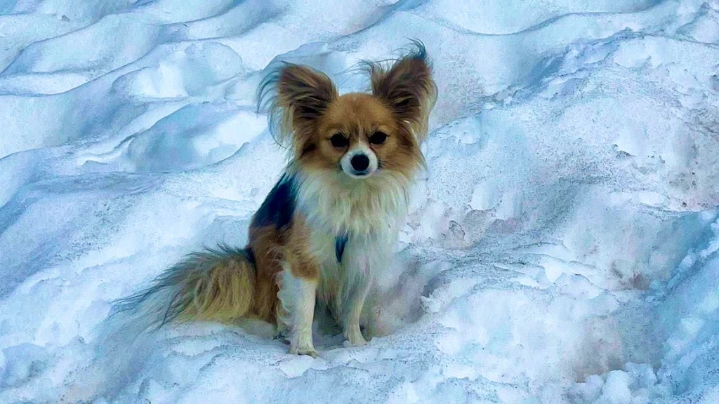 Chihuahua directs rescue team to man in crevasse