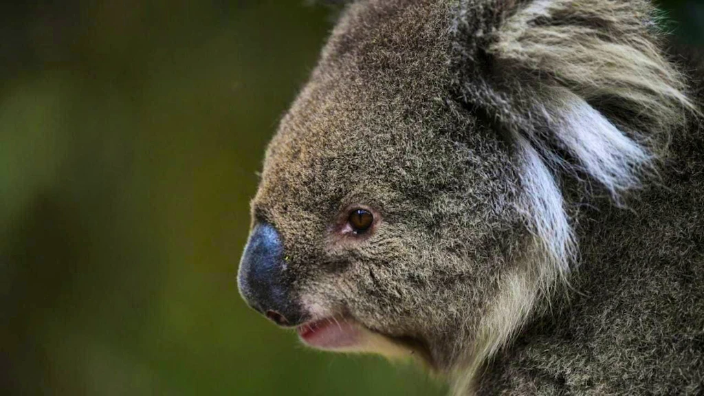Koalas live in trees - and die on the ground