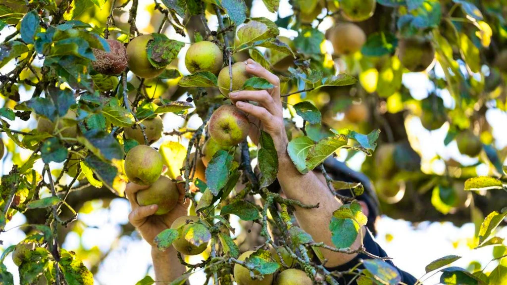 Apple immunotherapy against birch pollen allergy complication