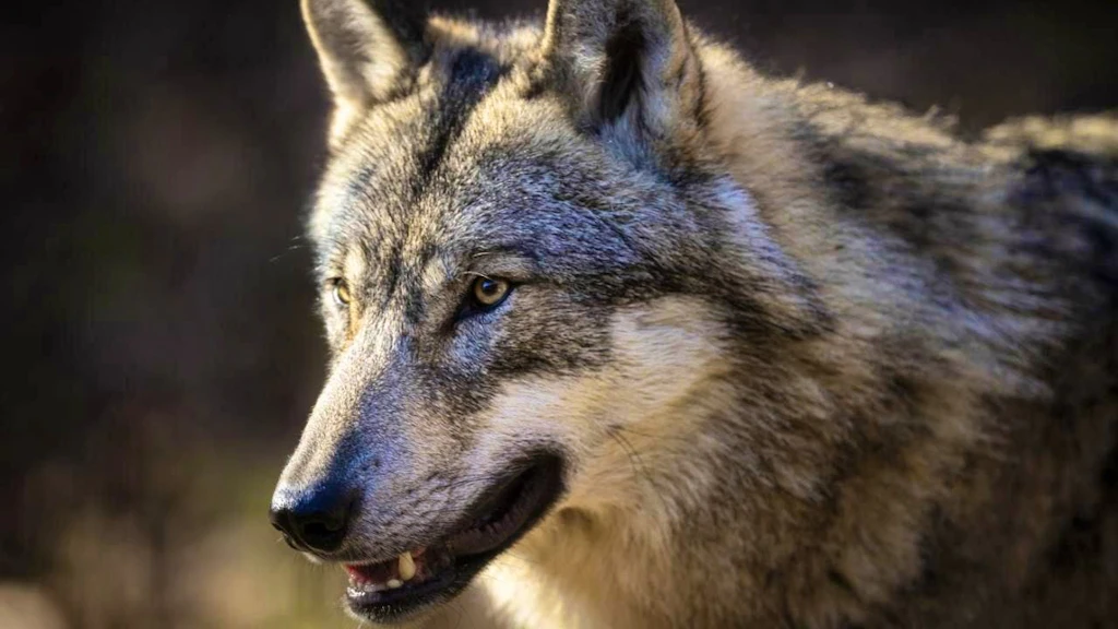 Graubünden may kill two thirds of confirmed wolf pups