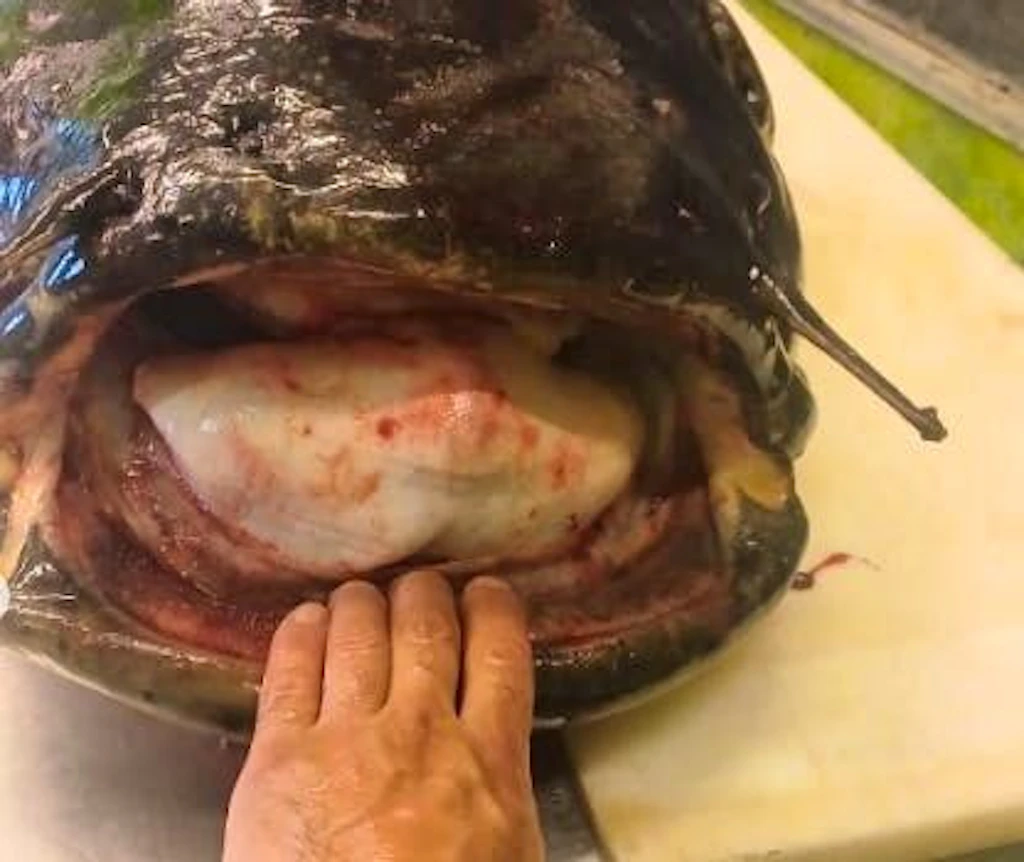 Fishermen pull monster catfish out of Lake Neuchâtel