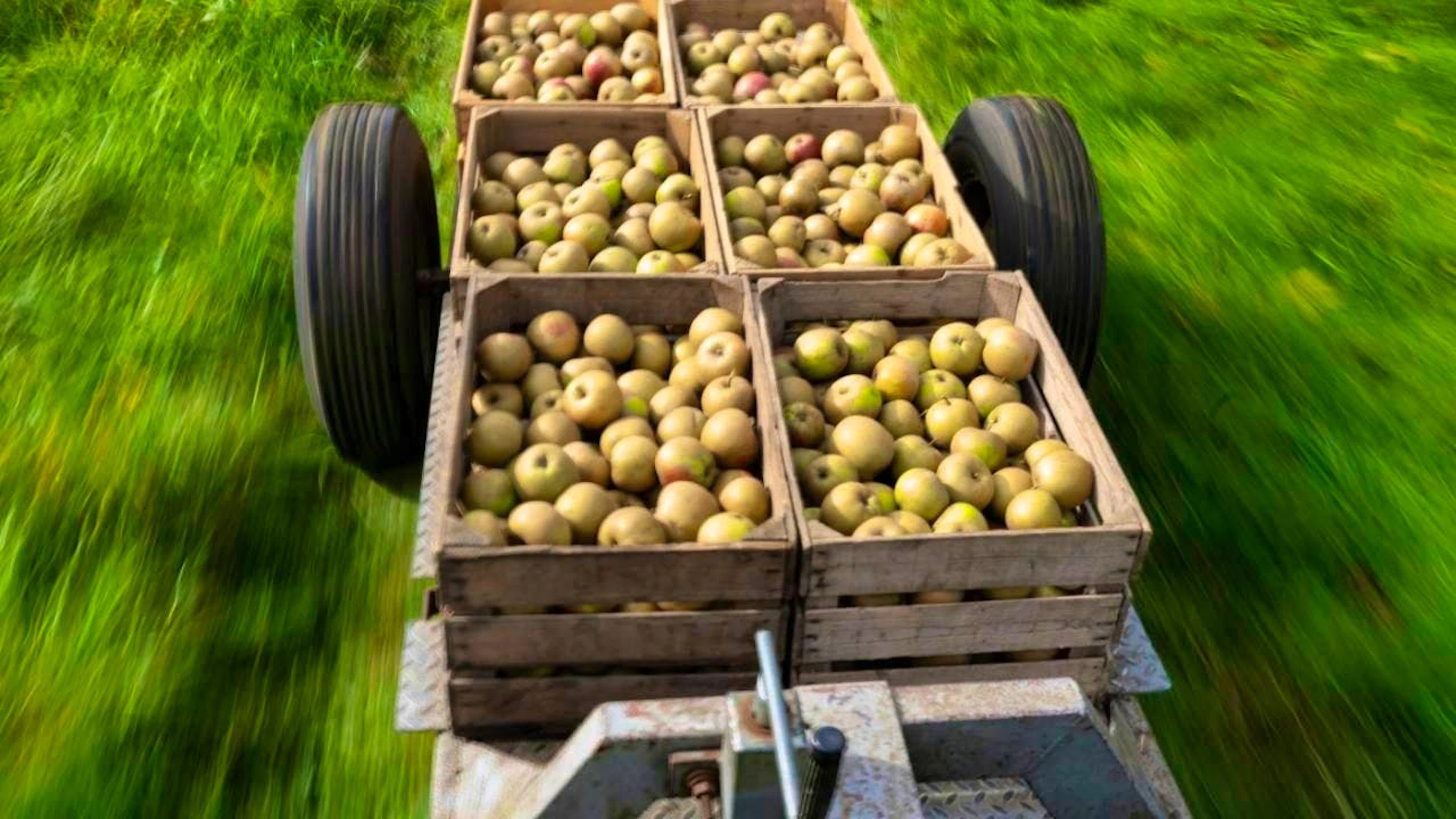 Research team fights against hidden storage disease in apples