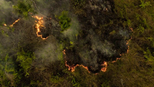 Forests on indigenous land reduce disease risk in the Amazon