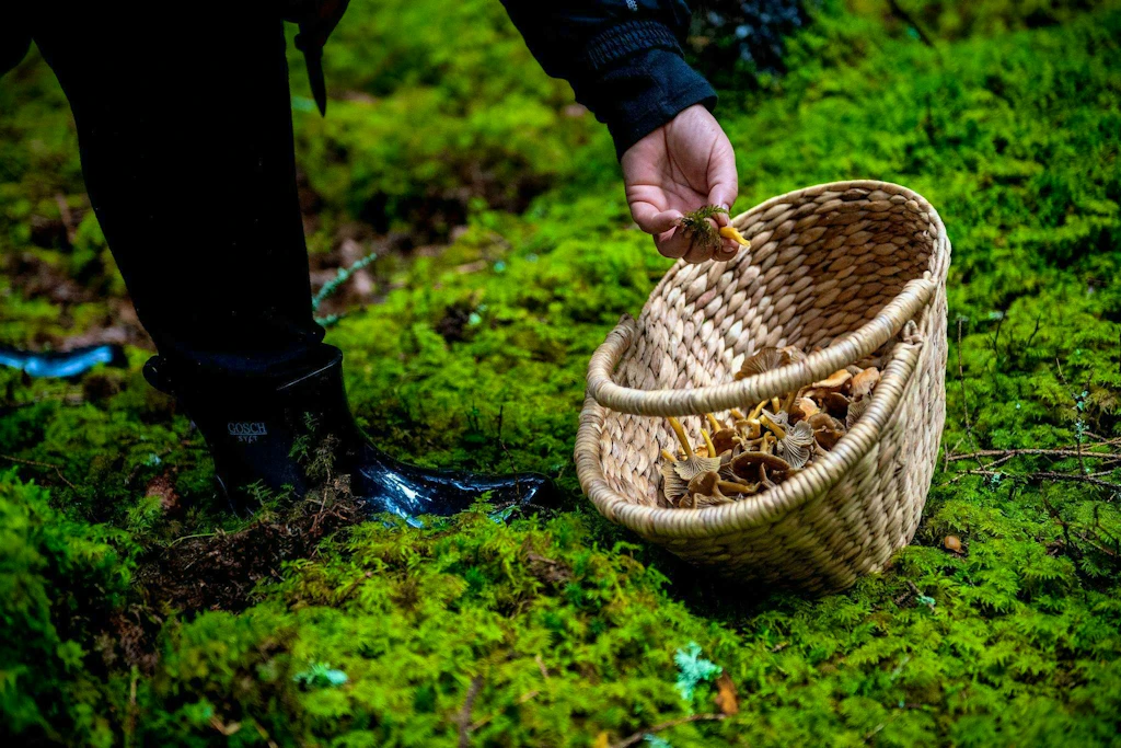 Man falls from rock face while picking mushrooms - dead