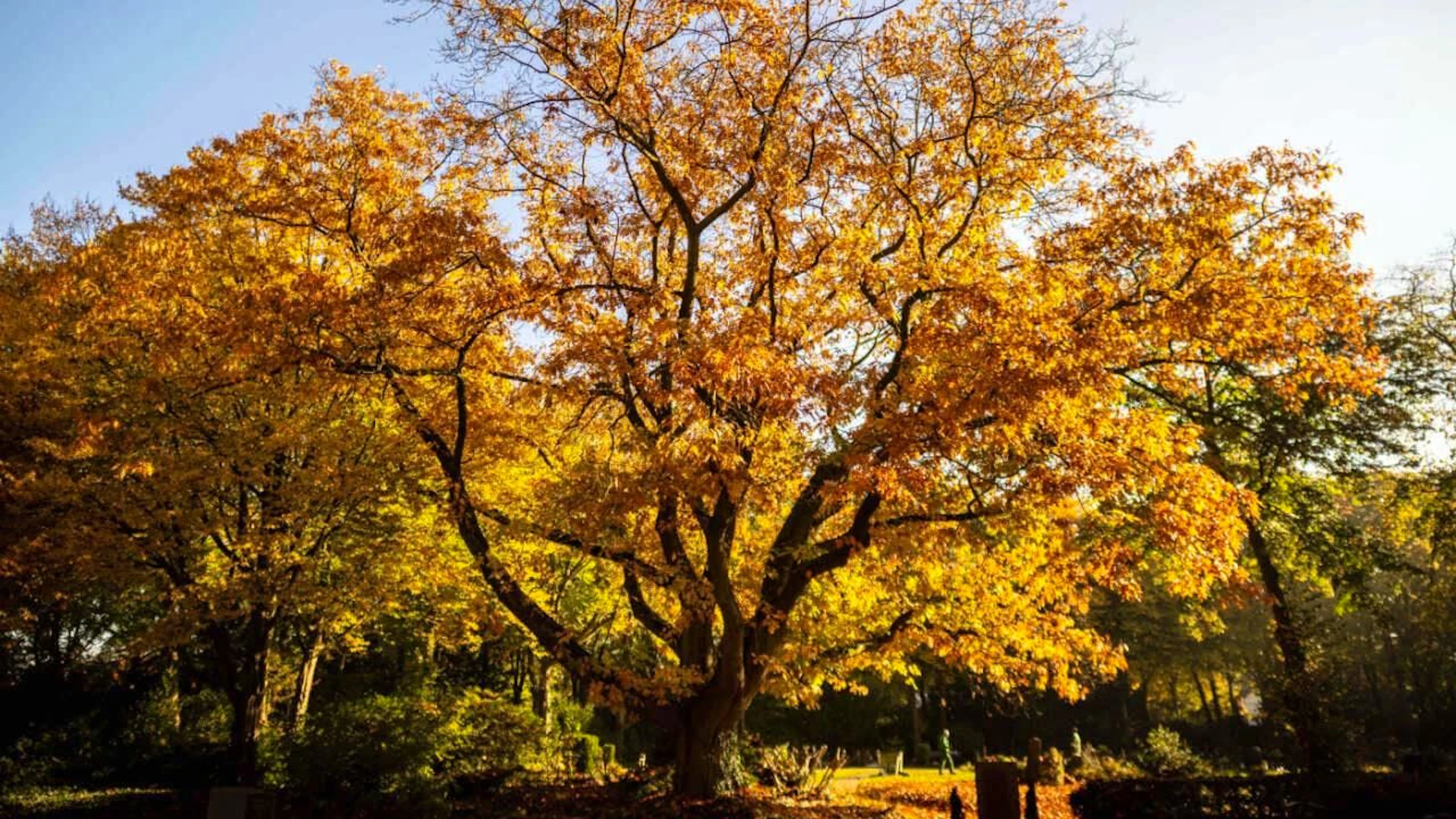 Quand commence vraiment l’automne? Astronomie et météo ne s’accordent pas