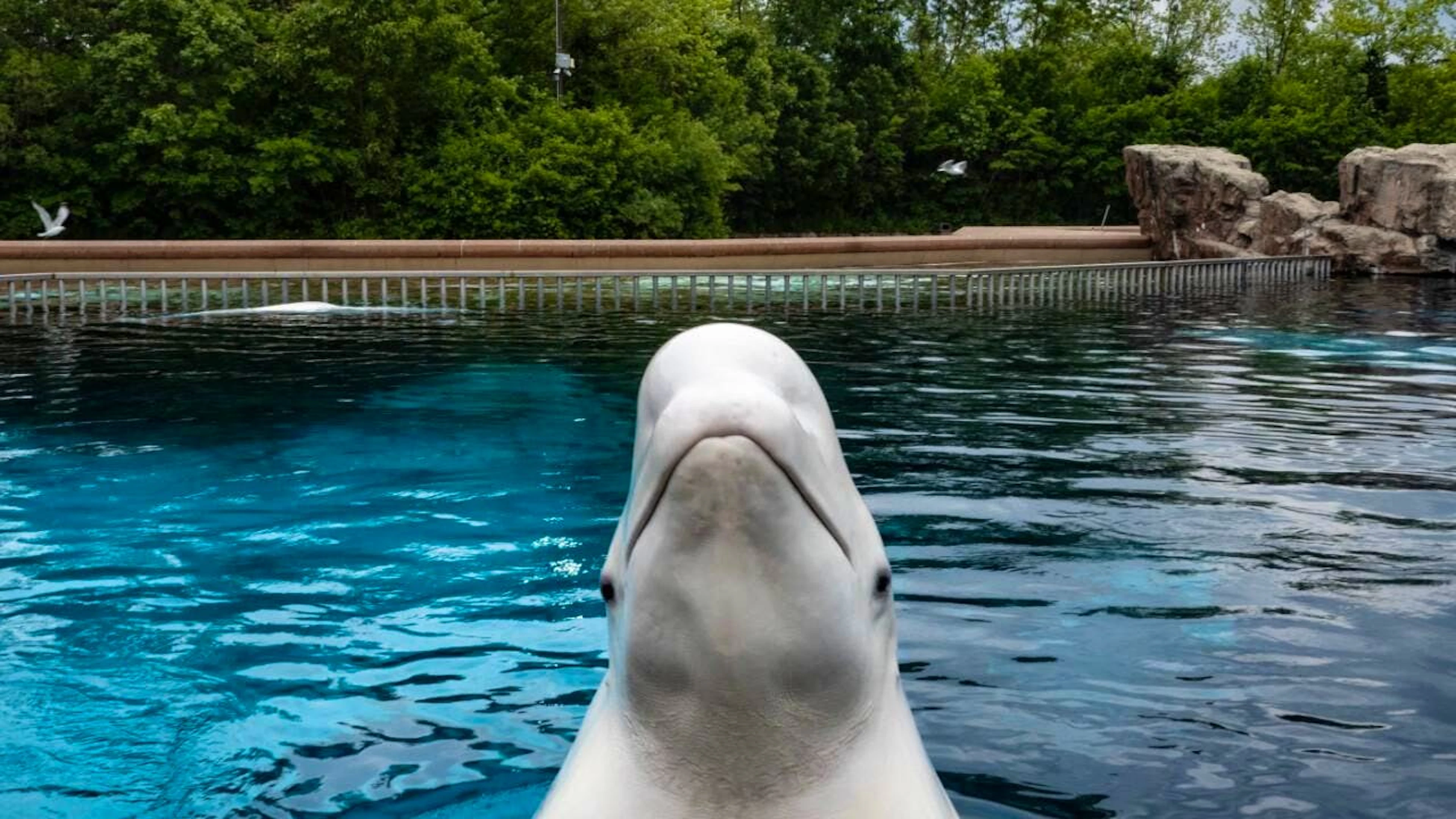 Trenta balene beluga a rischio eutanasia in Canada