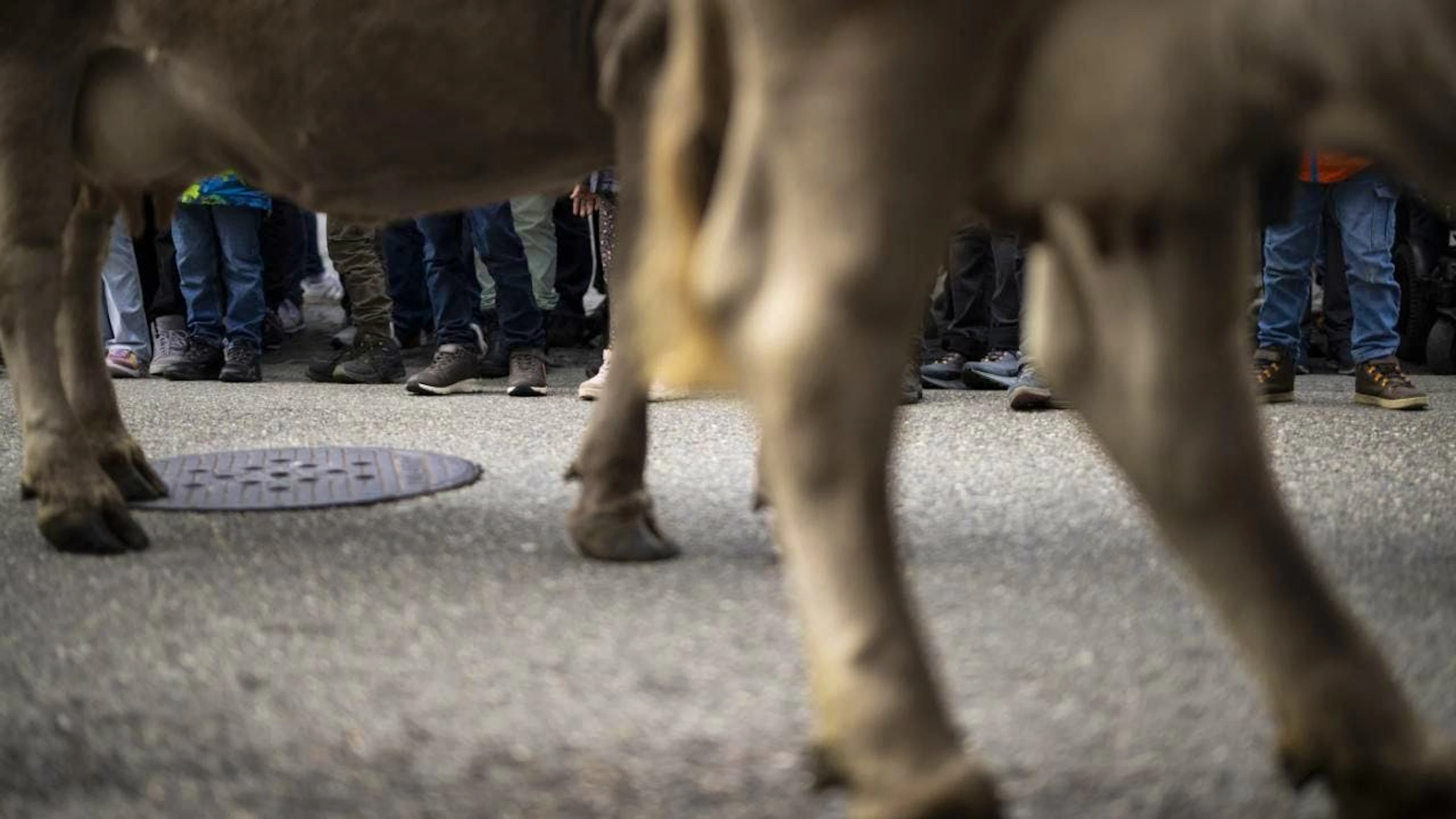 Due bimbi travolti e feriti da tre vitelli in fuga alla fiera agricola Olma