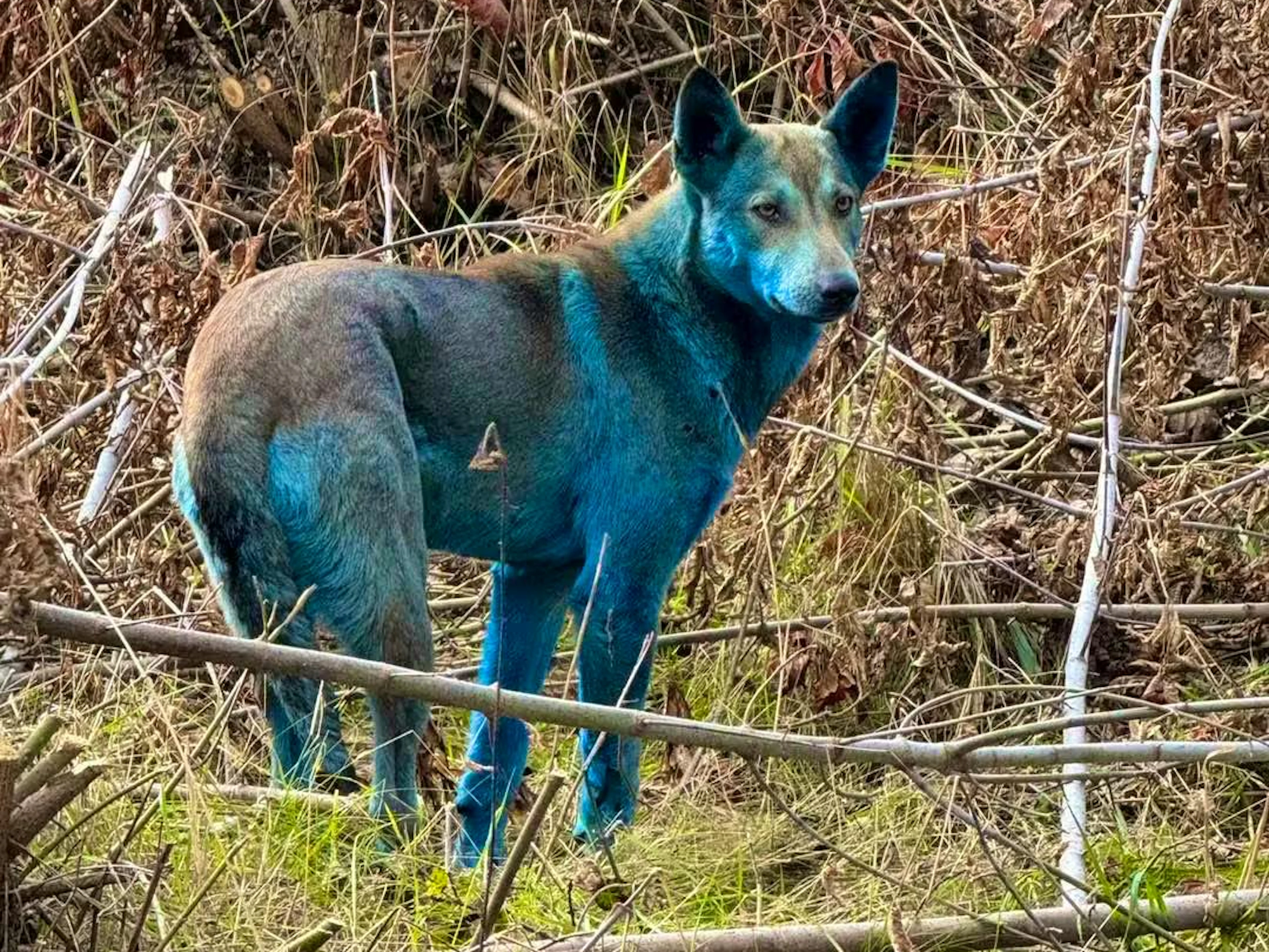 Rätsel um blaue Hunde in Tschernobyl ist gelöst