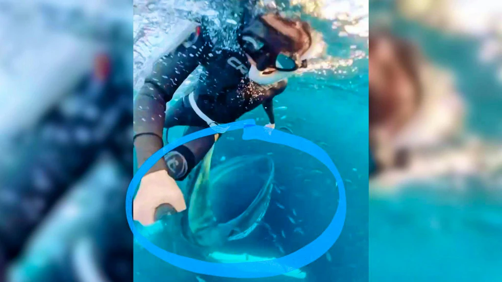 Blue whale snaps behind diver